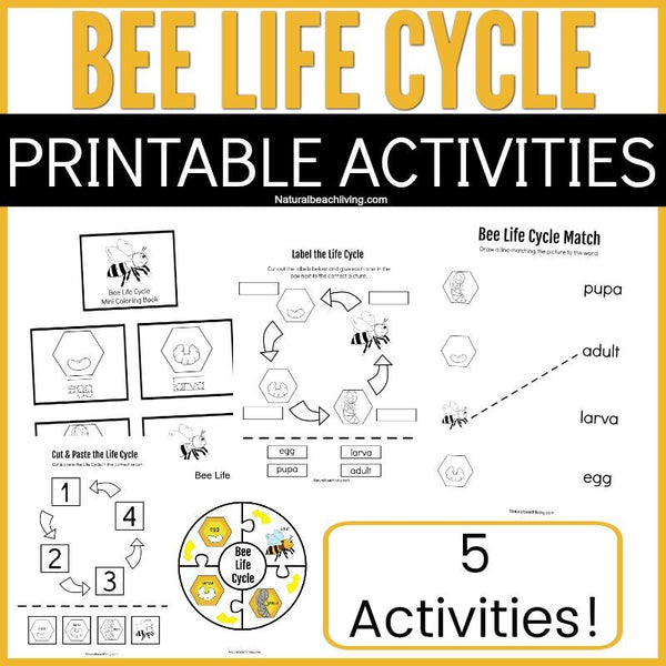 Bee Life Cycle Printable Activities – shop natural beach living