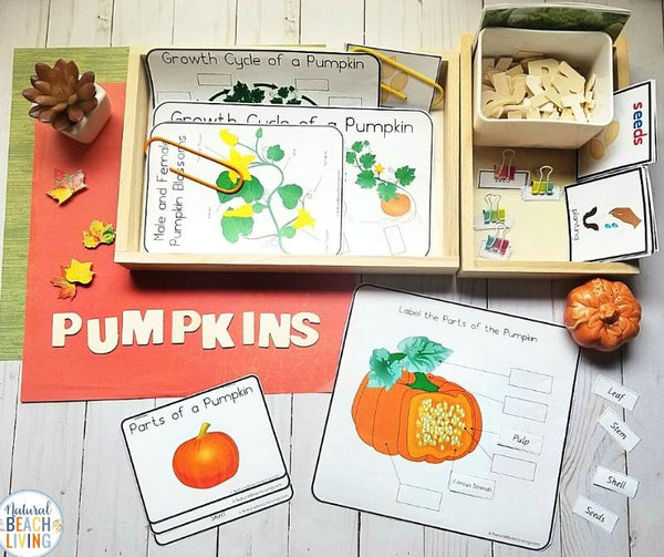 Montessori Pumpkin Unit Study – shop natural beach living