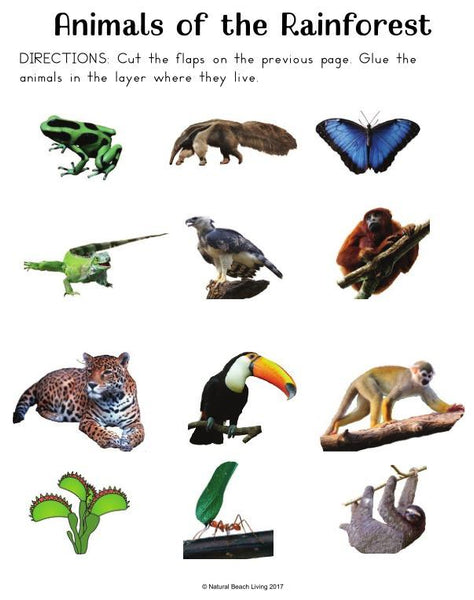 Teaching About The Rainforest – shop natural beach living
