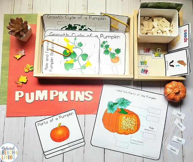 Montessori Pumpkin Unit Study – shop natural beach living