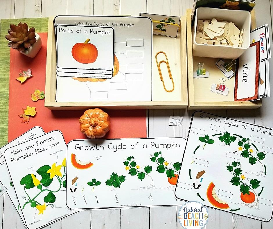 Montessori Pumpkin Unit Study – shop natural beach living
