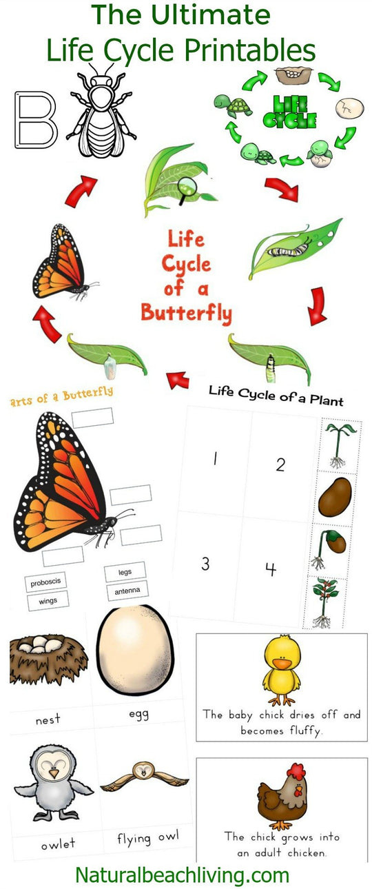 The Ultimate Life Cycle Bundle – shop natural beach living